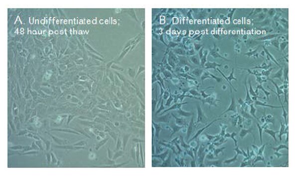 N27 Rat Dopaminergic Neural Cell Line | SCC048